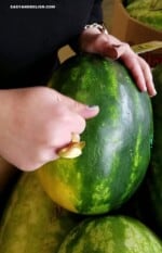 How to Pick Watermelon (Ripe and Sweet)